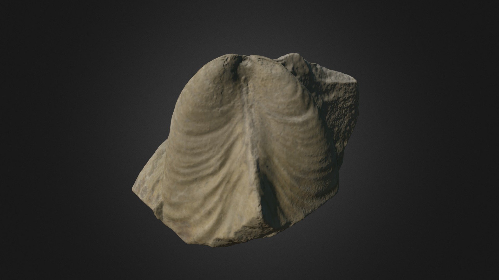 Bivalve Retroceramus porrectus - Download Free 3D model by Alaska ...