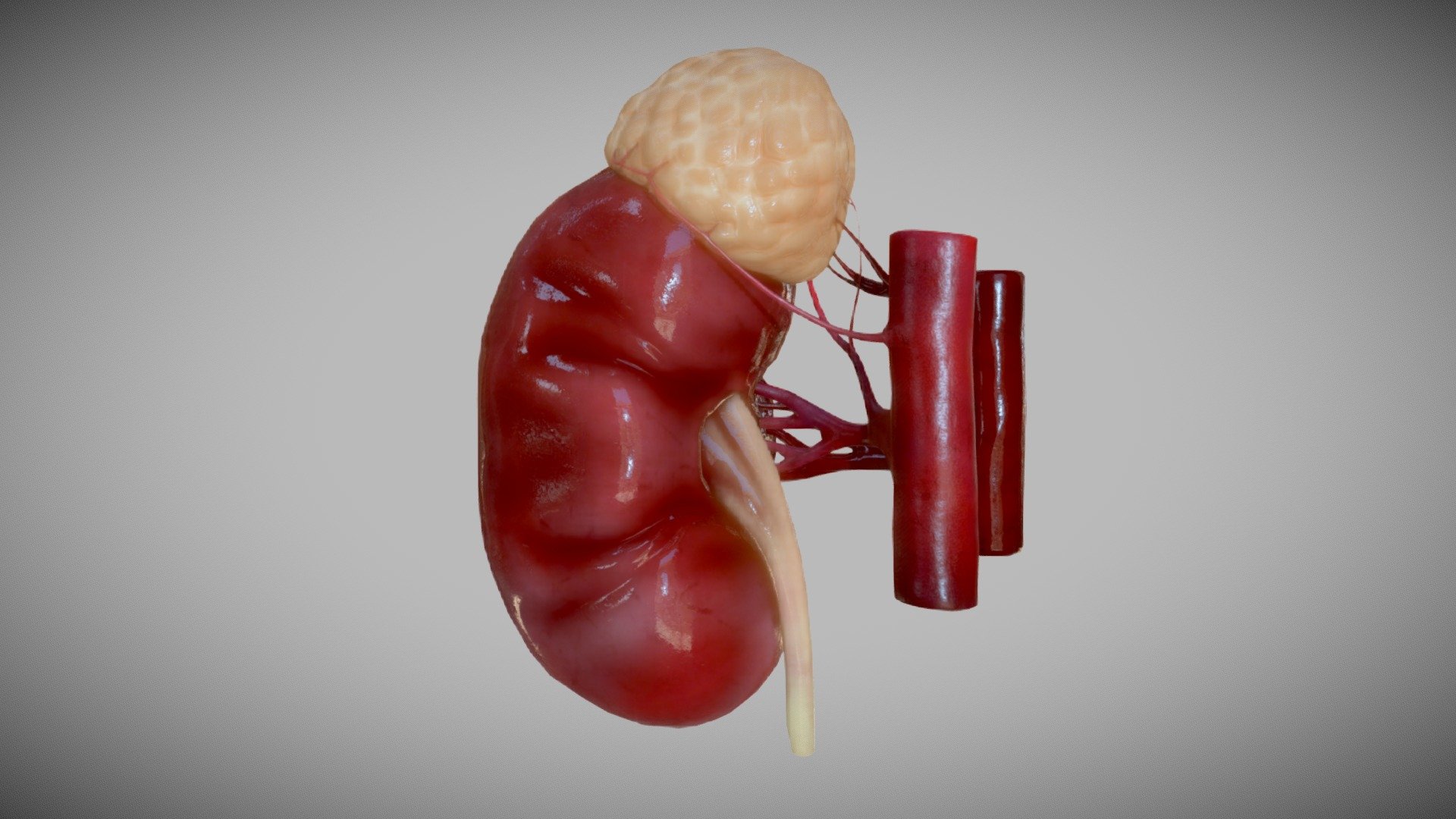Medicine: Organ - The human kidney - Download Free 3D model by Safiya ...