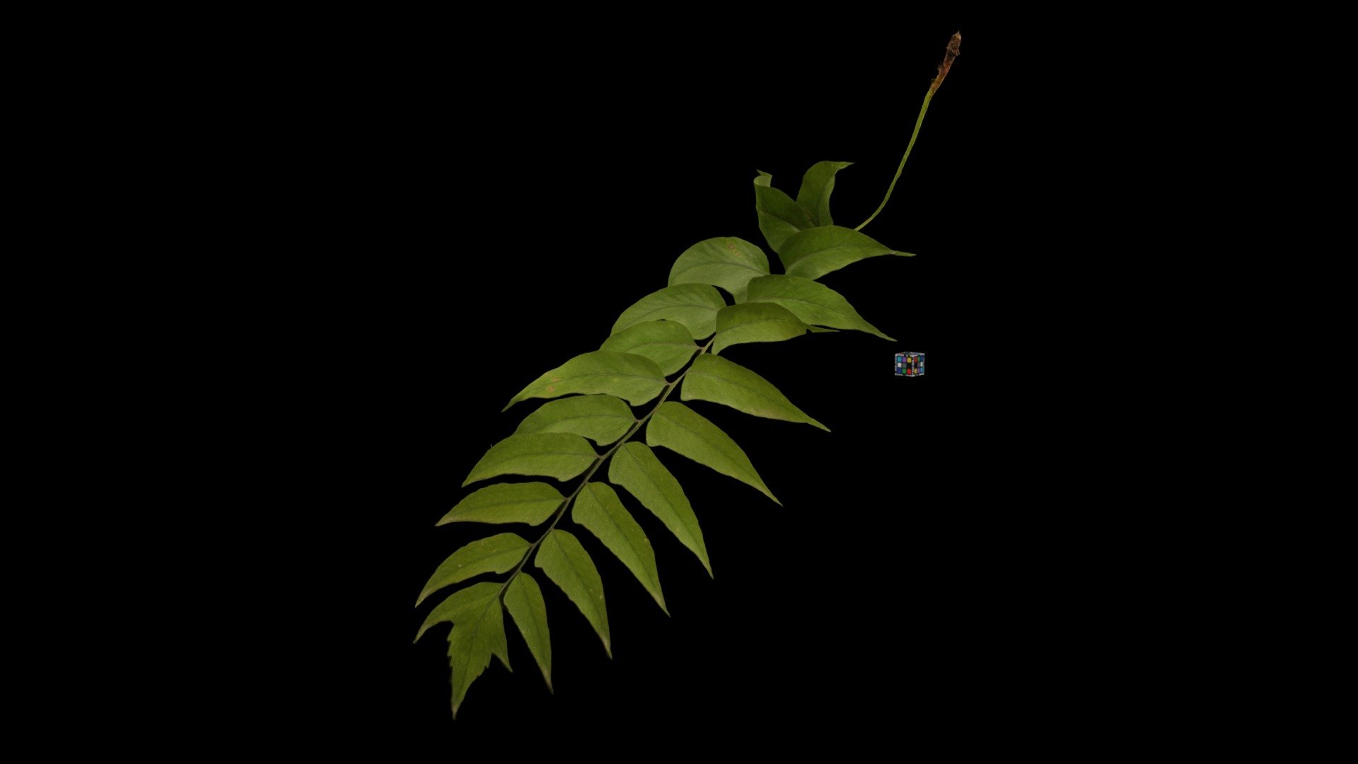 CC0 ヤブソテツ類 Holly Fern, Cyrtomium sp. - Download Free 3D model by ffish ...