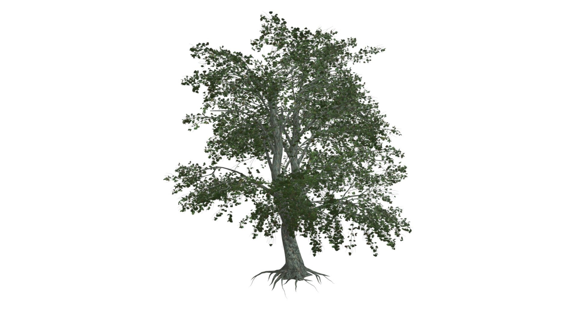 Katsura Tree #04 - Buy Royalty Free 3D model by meshshape [54c8ceb ...