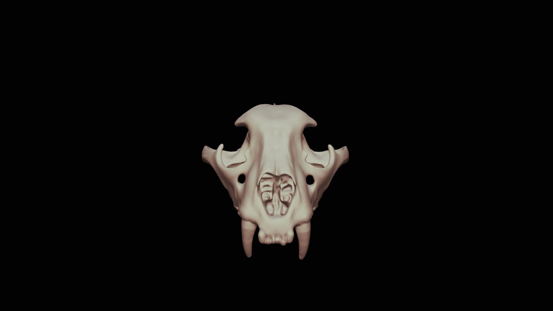 Big Skull Top Updated - 3D model by upeshnepal1 [54cb386] - Sketchfab