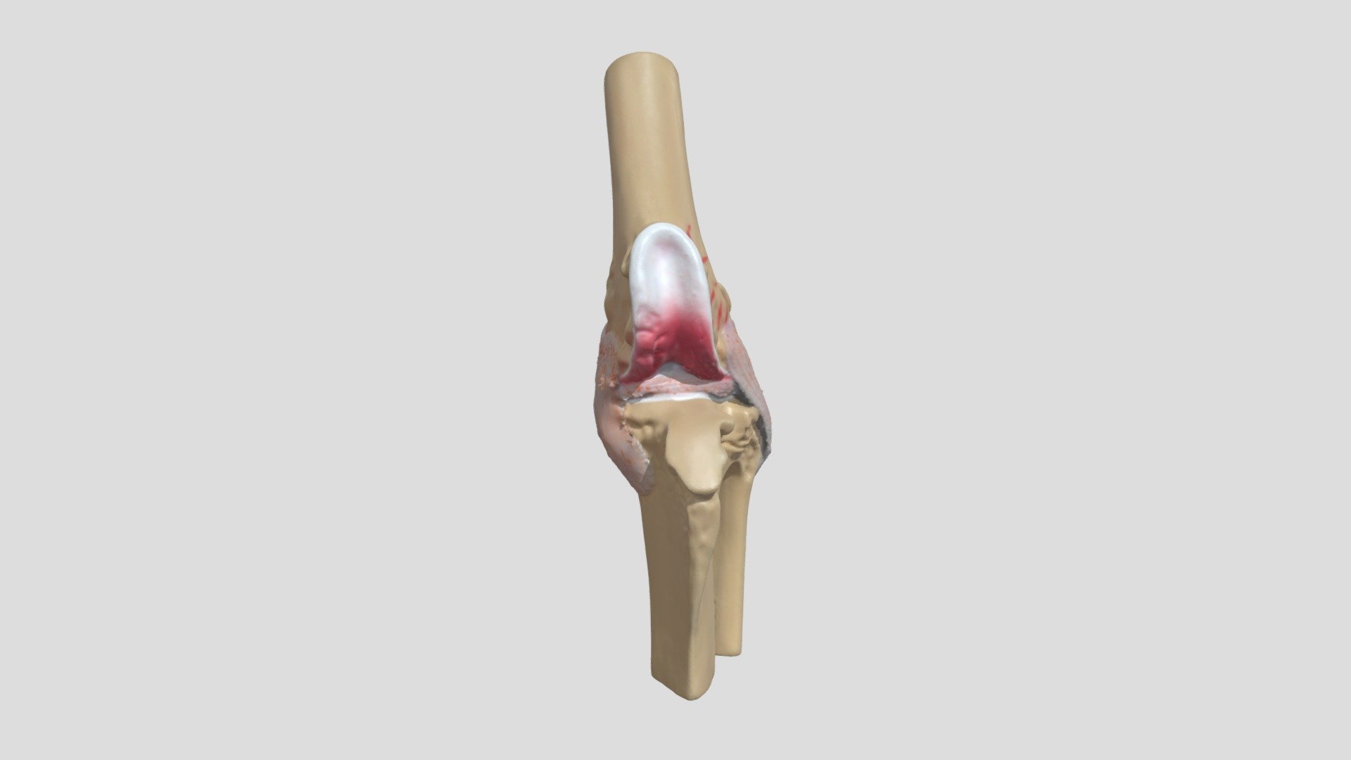 Severe stifle OA dogs - 3D model by oatakung [54cf15f] - Sketchfab
