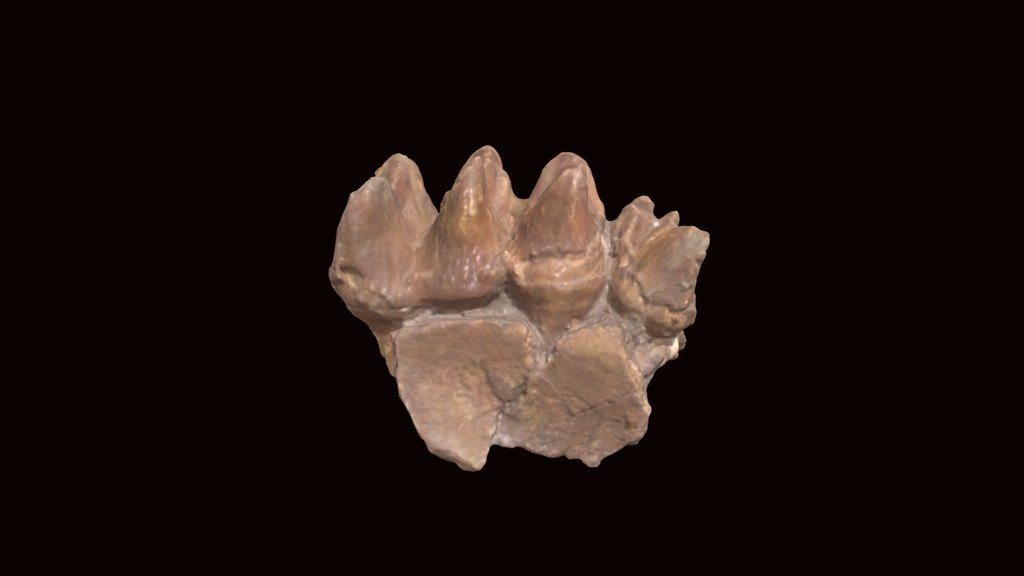 Fossils - A 3D model collection by Virtual Curation Lab (@virtualcurationlab) - Sketchfab