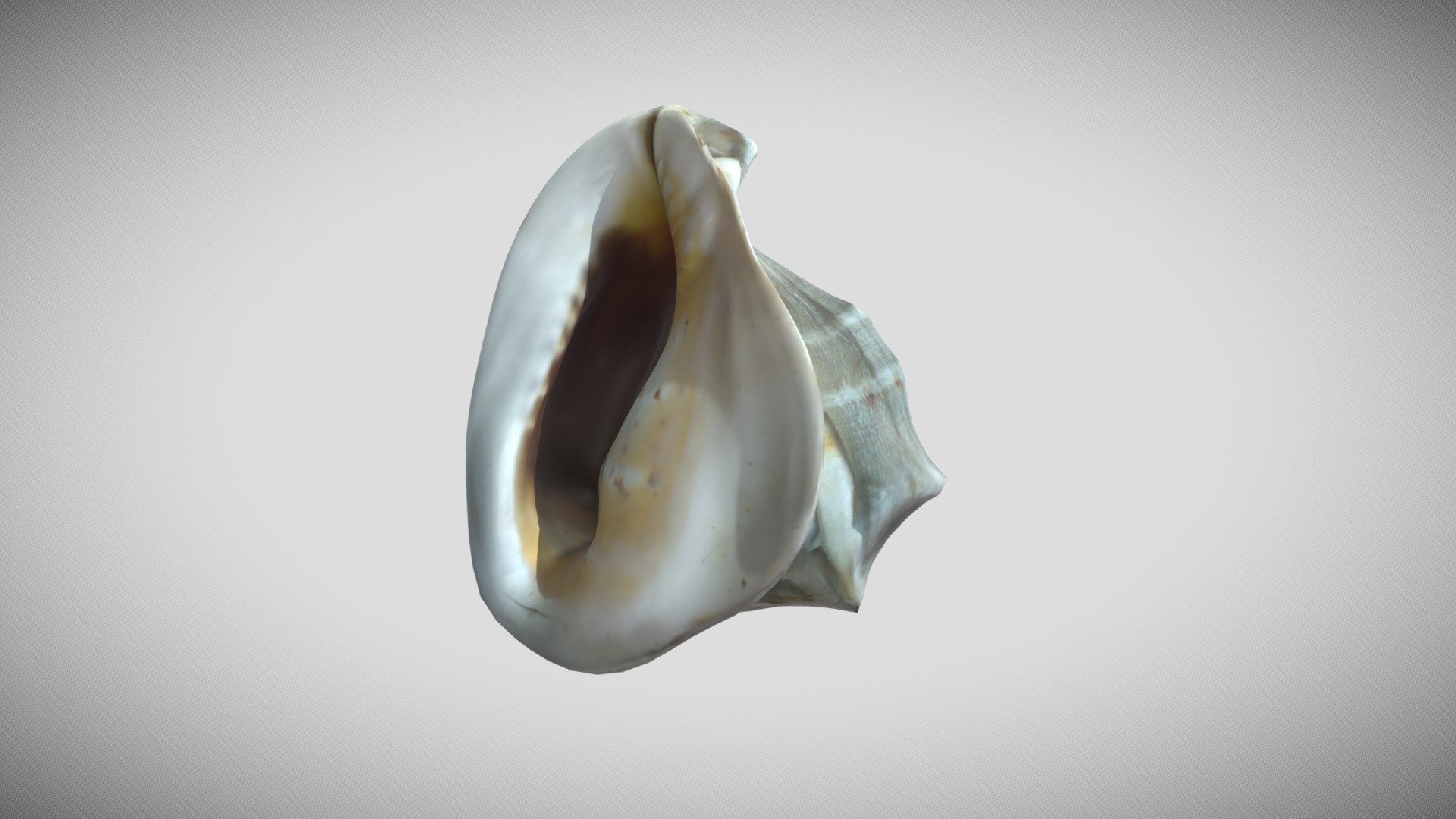Shellfish - 3D model by Kateryna (@nkkateruna) [54e2e3b] - Sketchfab
