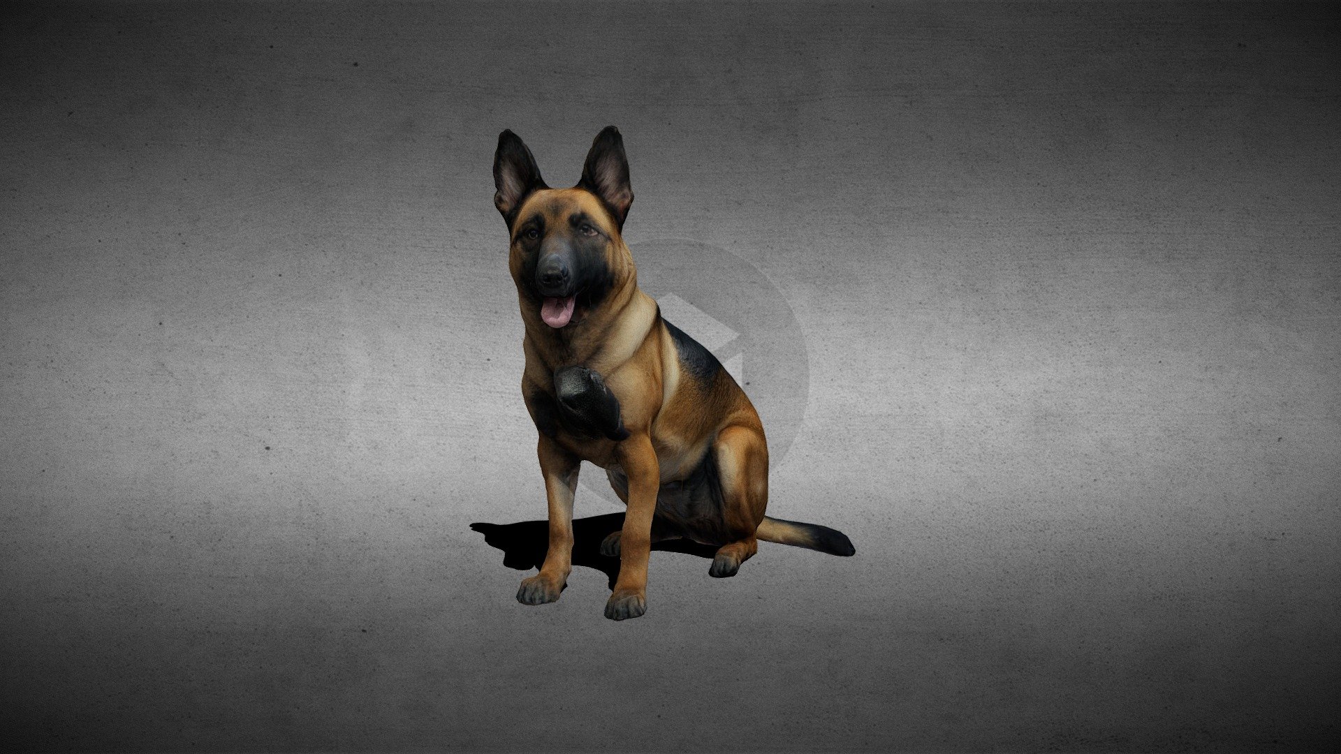 Belgian/German Shepherd - Sat Pose [MESHY] - Download Free 3D model by ...