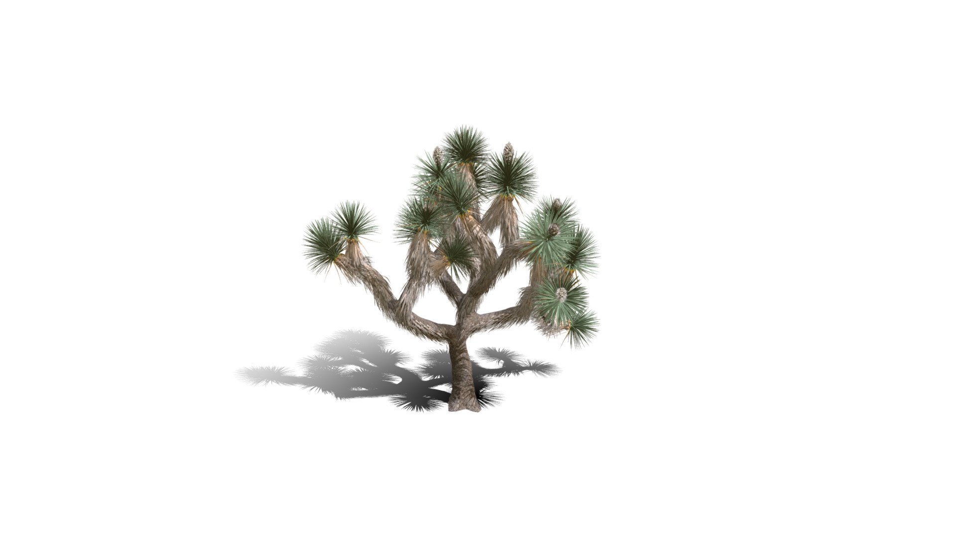 Realistic HD Joshua tree (14/30) - Download Free 3D model by ...
