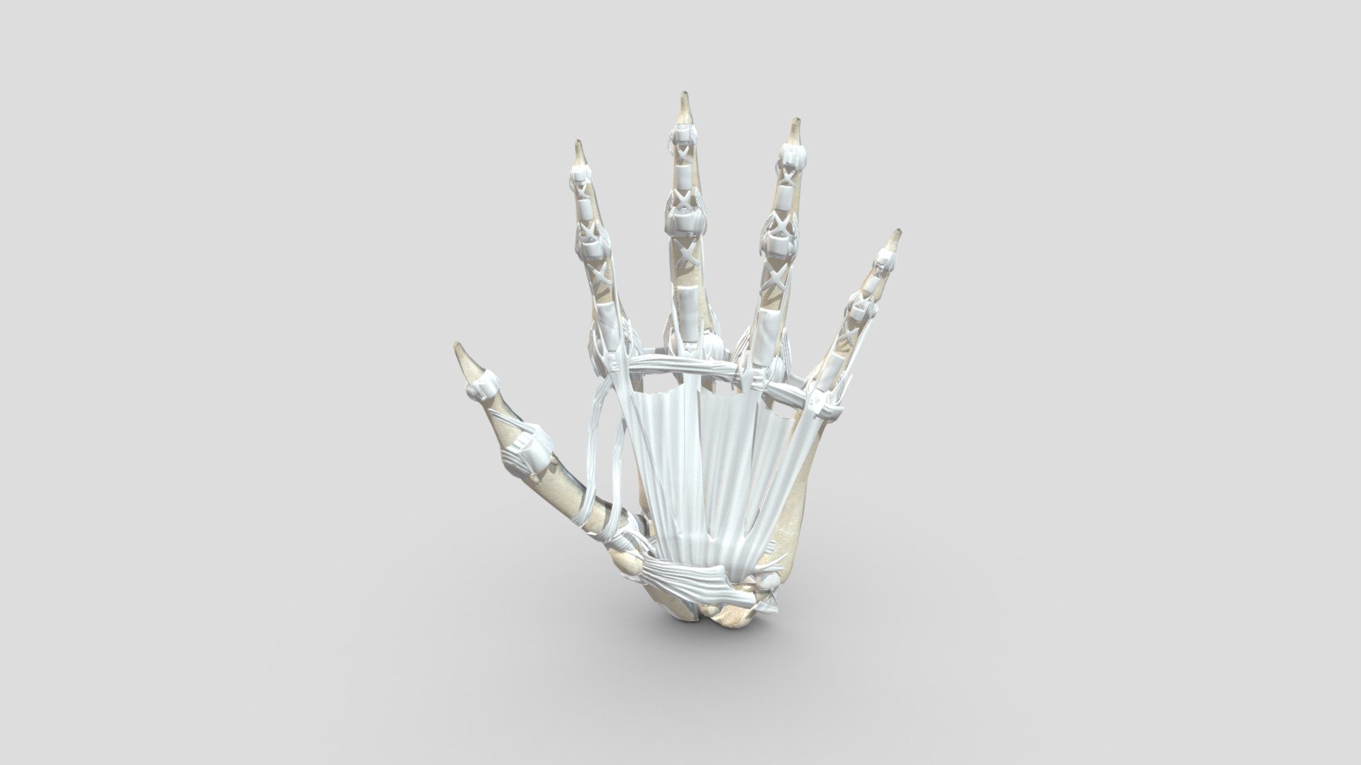 Hand Bones - 3D model by 3D4SCI [54edf54] - Sketchfab