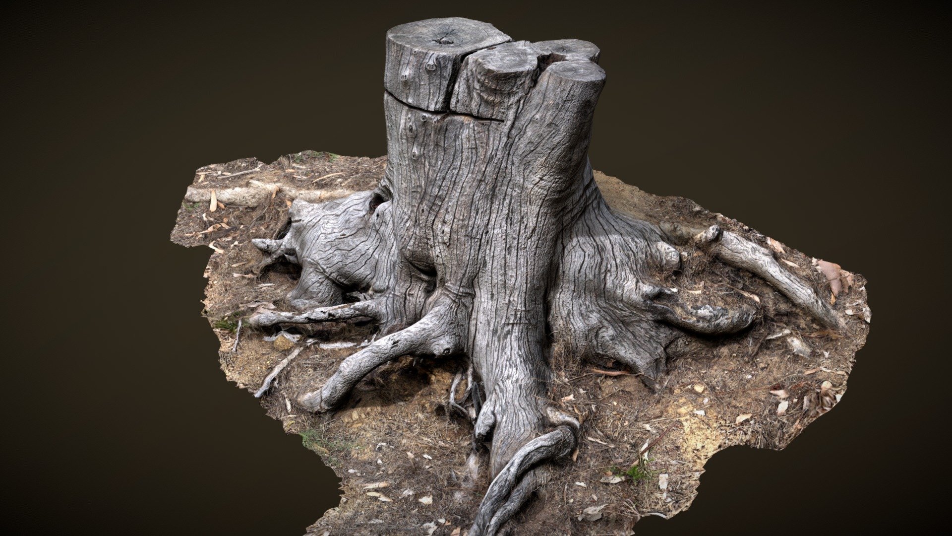 Sliced Stump Scan HIGHPOLY - Download Free 3D model by EFX (@evan4129 ...