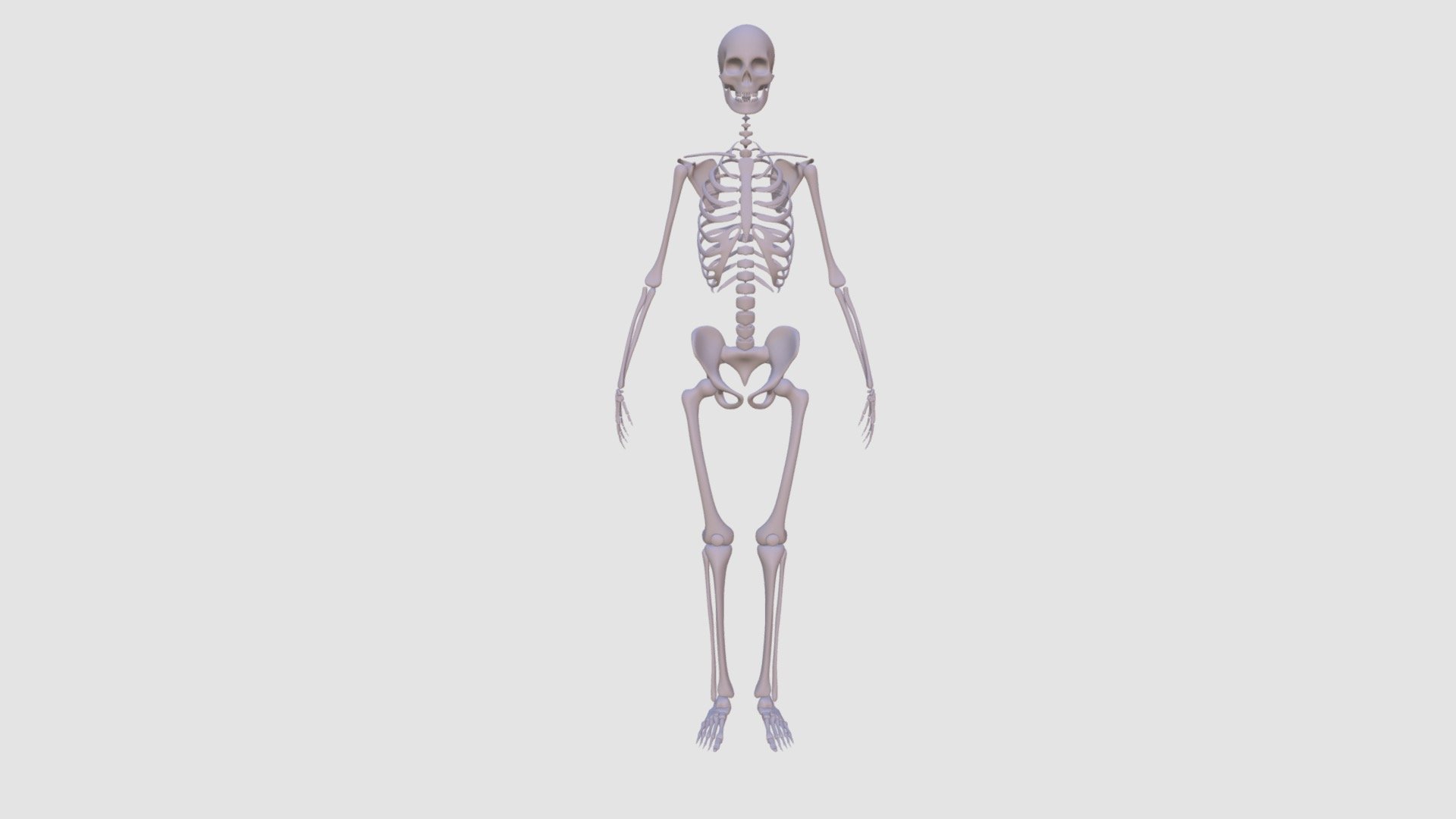 Human Skeleton: The Humerus and Pelvis - Download Free 3D model by ...
