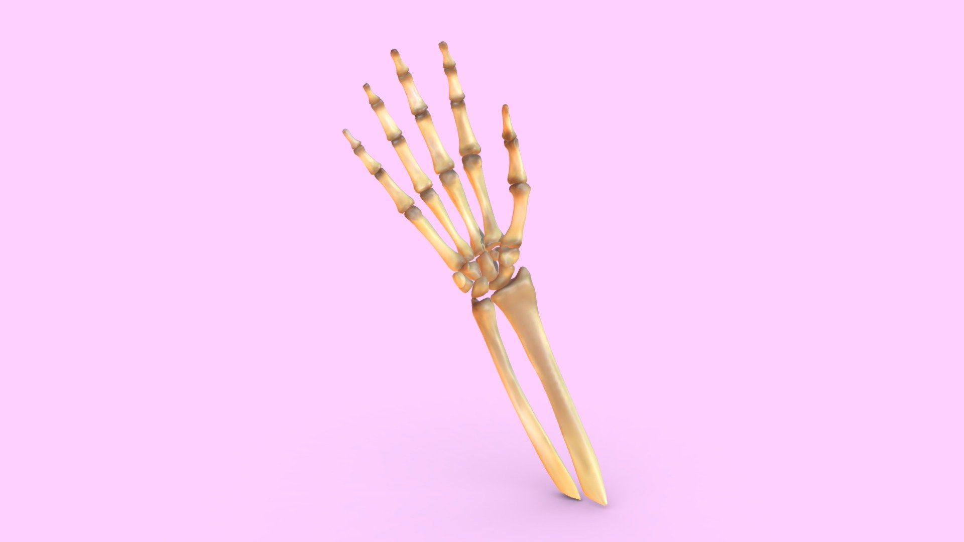 Bones of the Hand and Wrist - 3D model by PARSONSARTS (@tomparsons ...