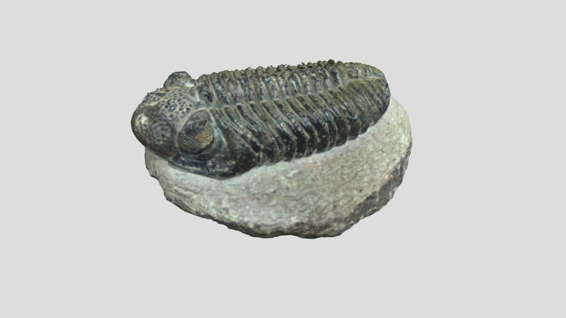 Trilobite (test) - 3D model by VR Geology Field Guide (@piyohiko310 ...