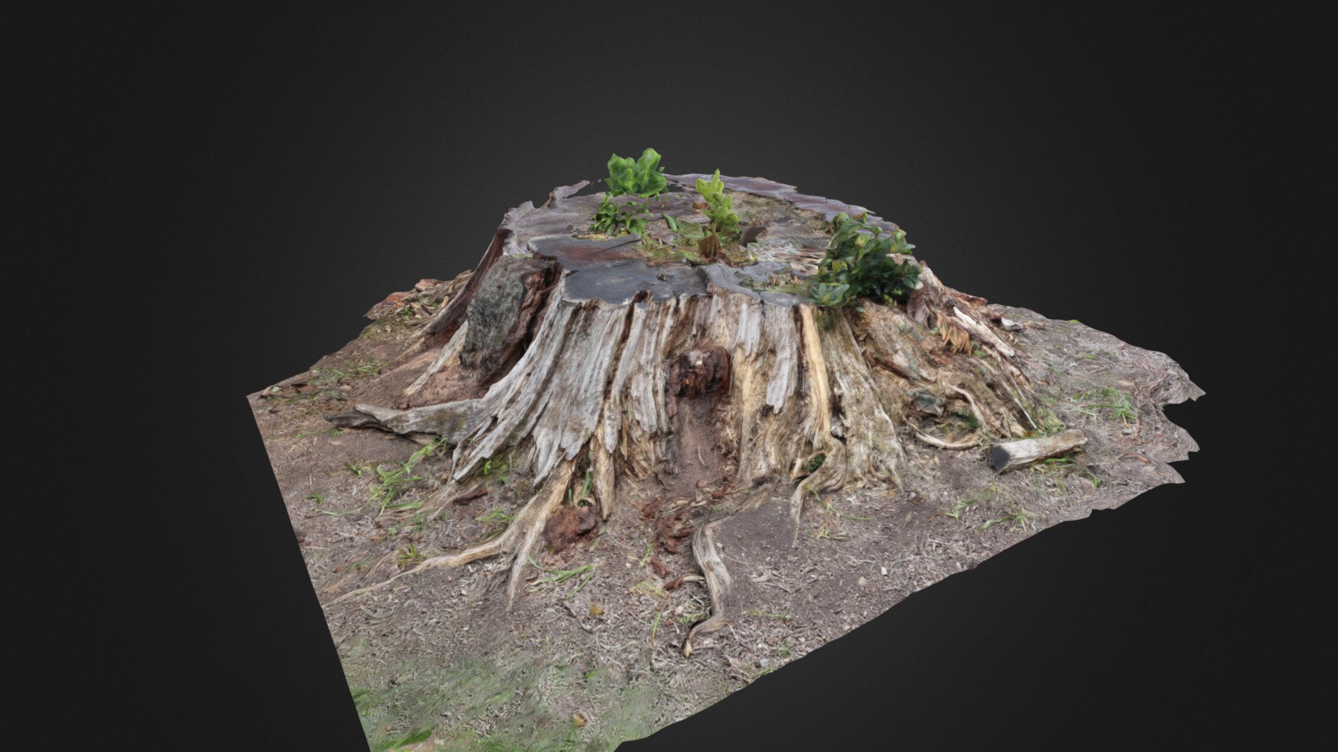 Tree stump - 3D model by Exeter Digital Humanities ...