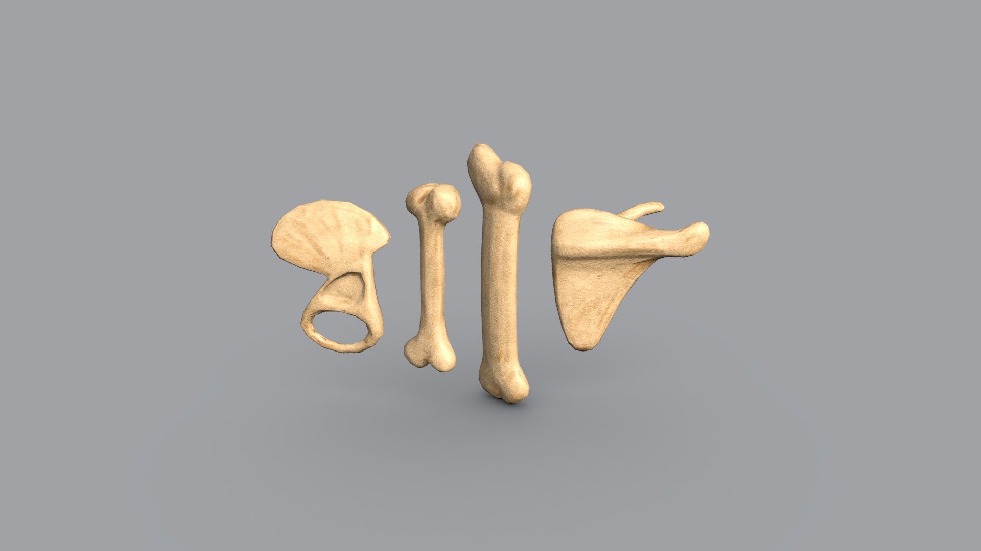 Generic bones pack - Download Free 3D model by assetfactory [5514f9c ...