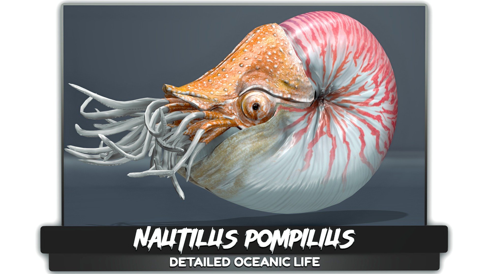 Nautilus Pompilius - Nemo Shell Mollusk - #44 - Buy Royalty Free 3D ...