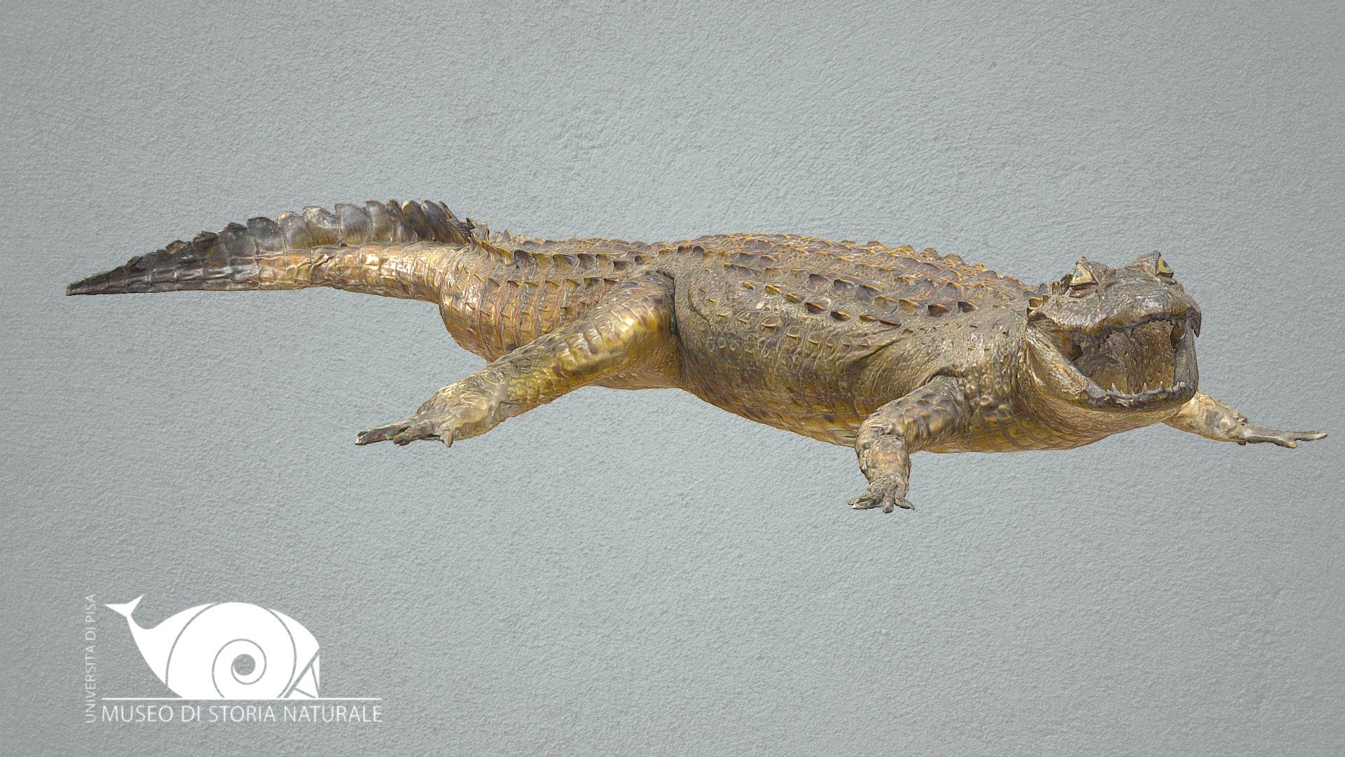Broad-snouted caiman - 3D model by Natural History Museum, University ...