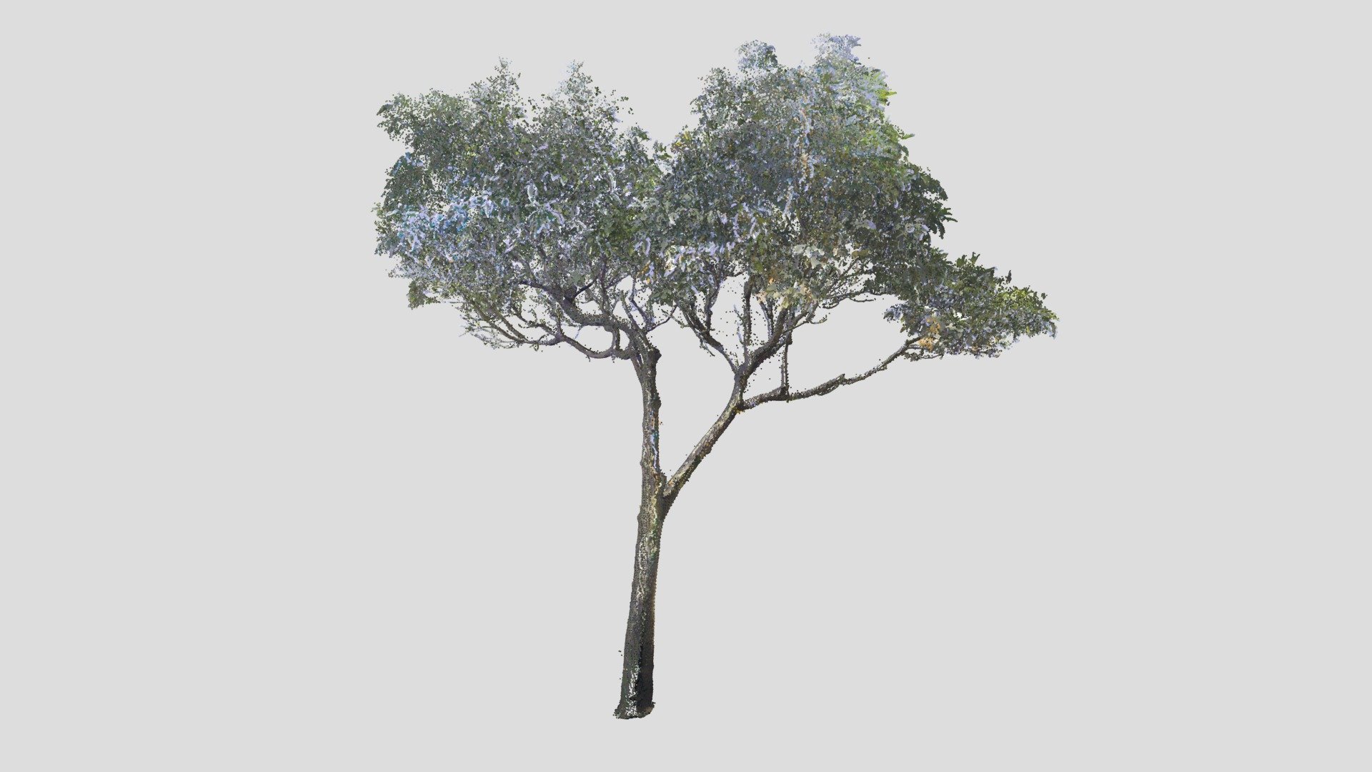 Tree Point Cloud - Buy Royalty Free 3D model by magnum_opus (@tree ...