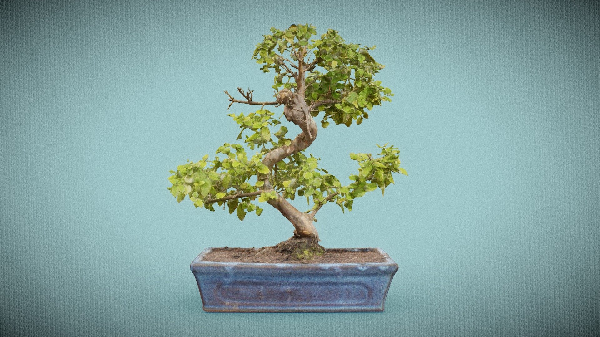 Bonsai 6 - Buy Royalty Free 3D model by Polygonal Miniatures ...