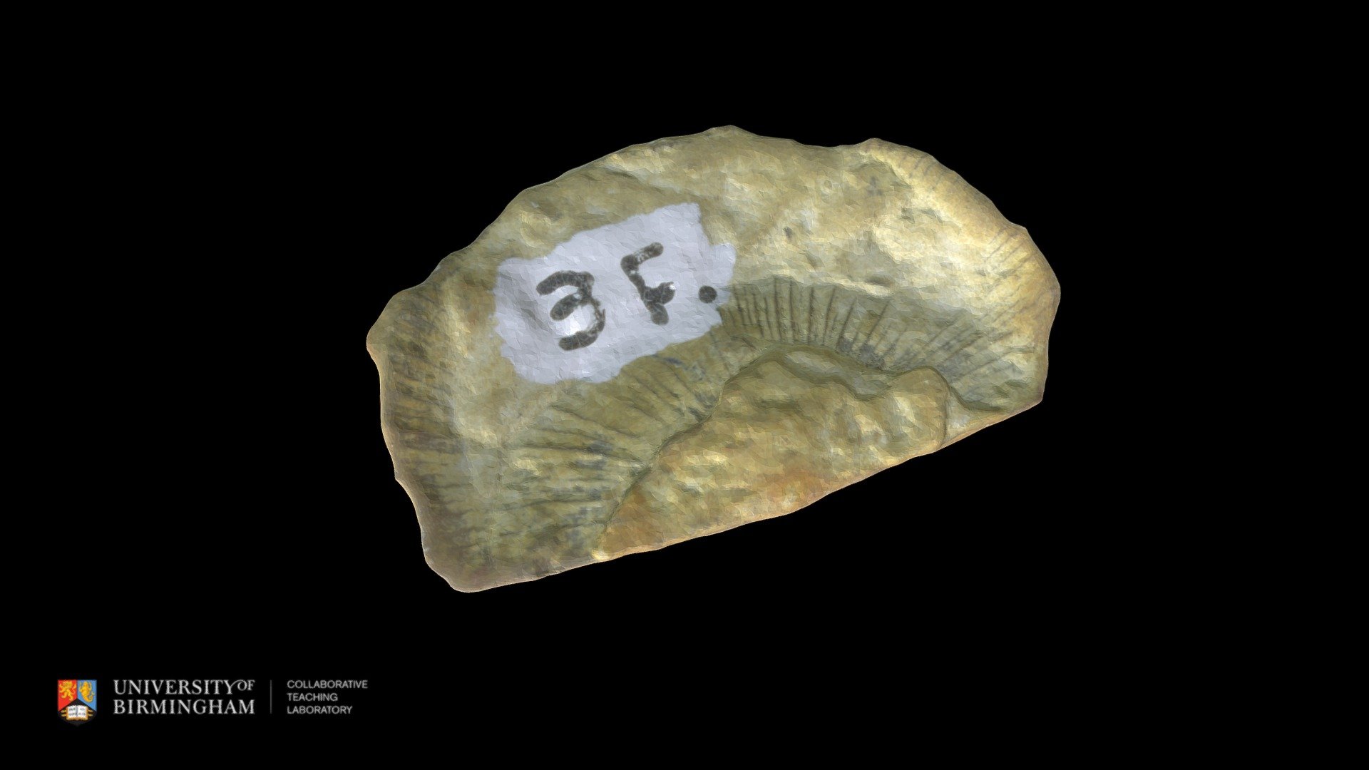Brachiopod: Amphistrophia - 3D model by CTL, University of Birmingham ...