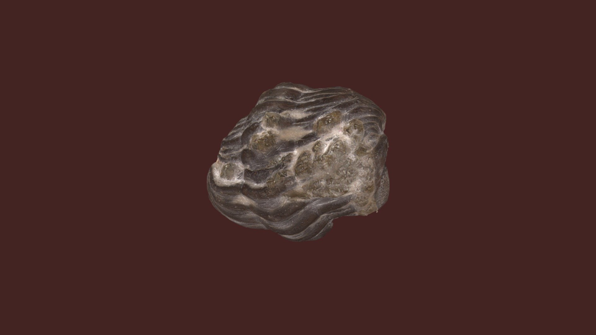Trilobite 1 - 3D model by Ohio State University Art and Design (@osuart ...