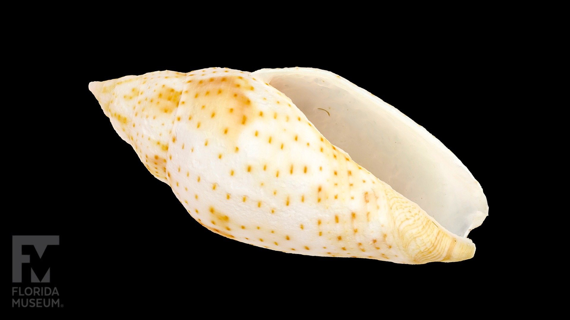 Sea snail Mitra florida - 3D model by FloridaMuseum [5520a3f] - Sketchfab