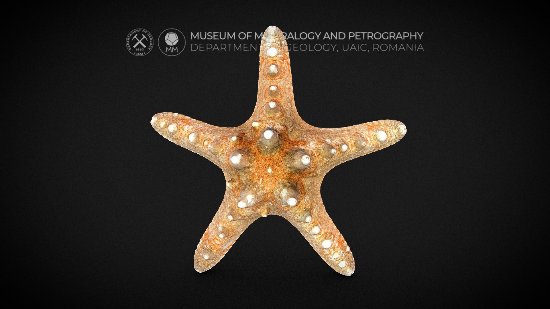 Starfish (Sea Star) - 3D model by Museum of Mineralogy and Petrography ...
