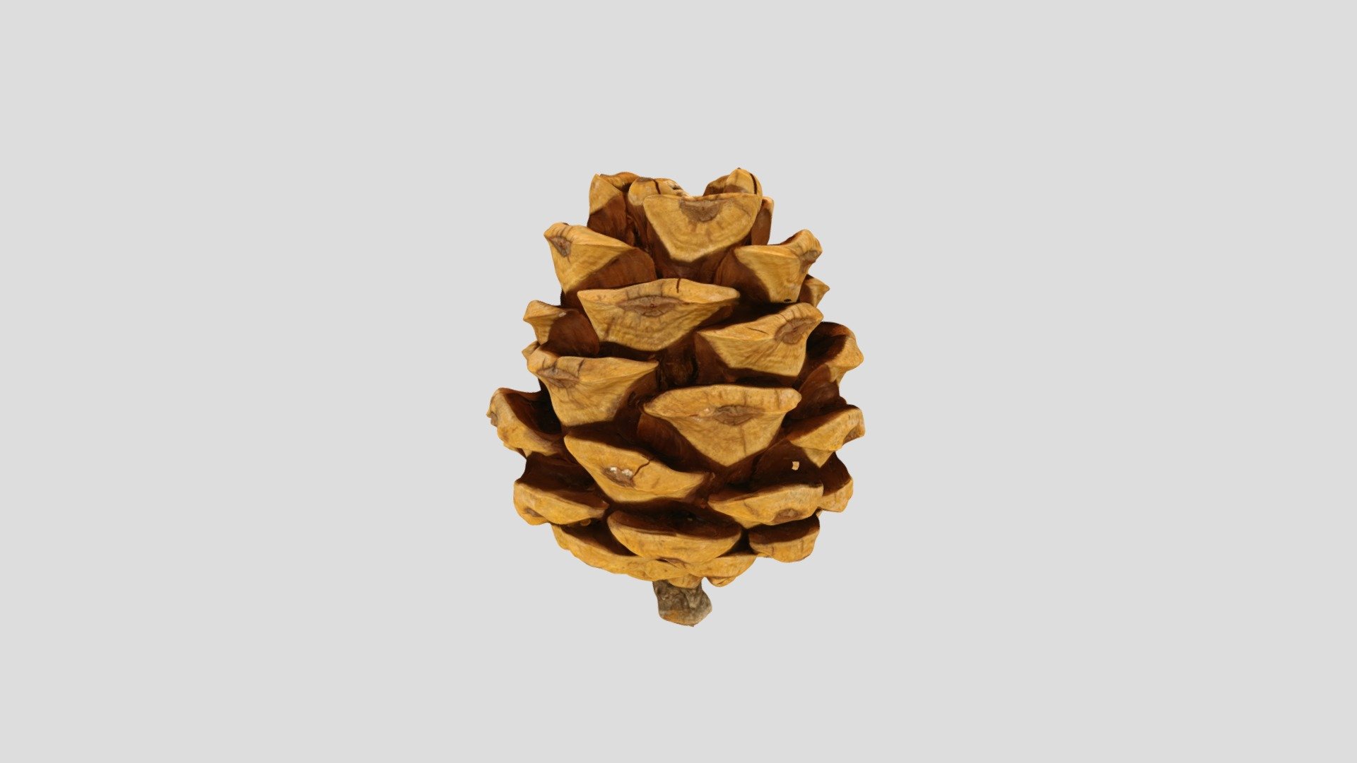 Pinecone - 3D model by 3DRealm (@3drealm.aaronbearce) [5528ec0] - Sketchfab