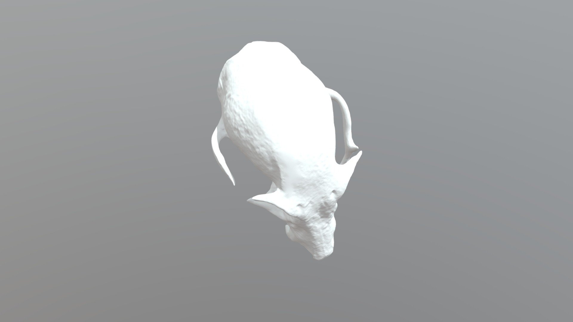 Flying Fox Skull Low - 3D model by sjpiper145 [552c729] - Sketchfab