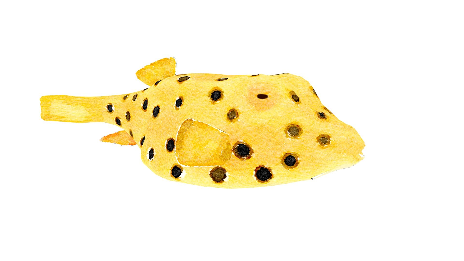 Yellow Boxfish Illustration - 3D model by josluat91 [553212c] - Sketchfab