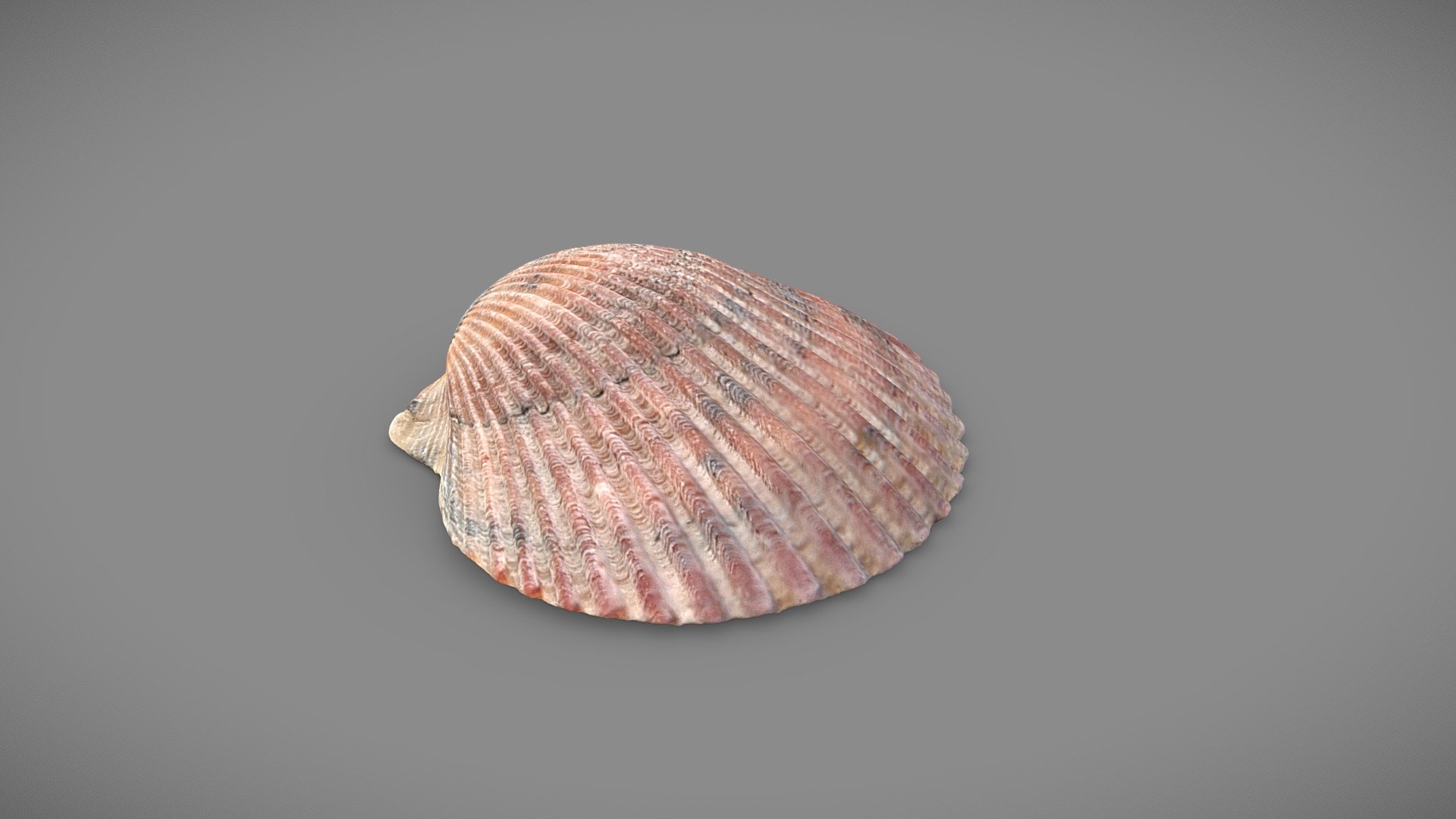 PMP: Sea Scallop Shell - 3D model by Advanced Visualization Lab ...