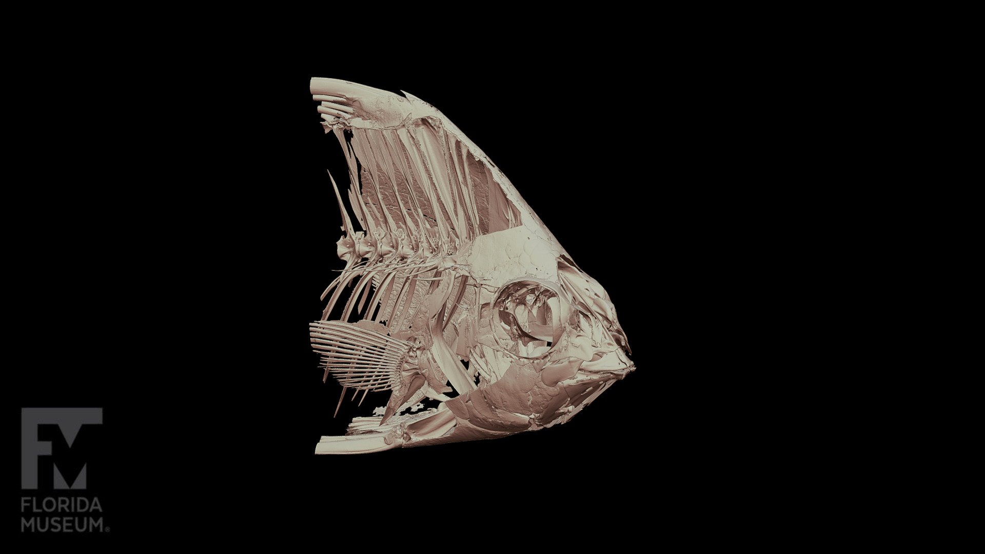 Striped mojarra - Fish - 3D model by FloridaMuseum [553ee15] - Sketchfab