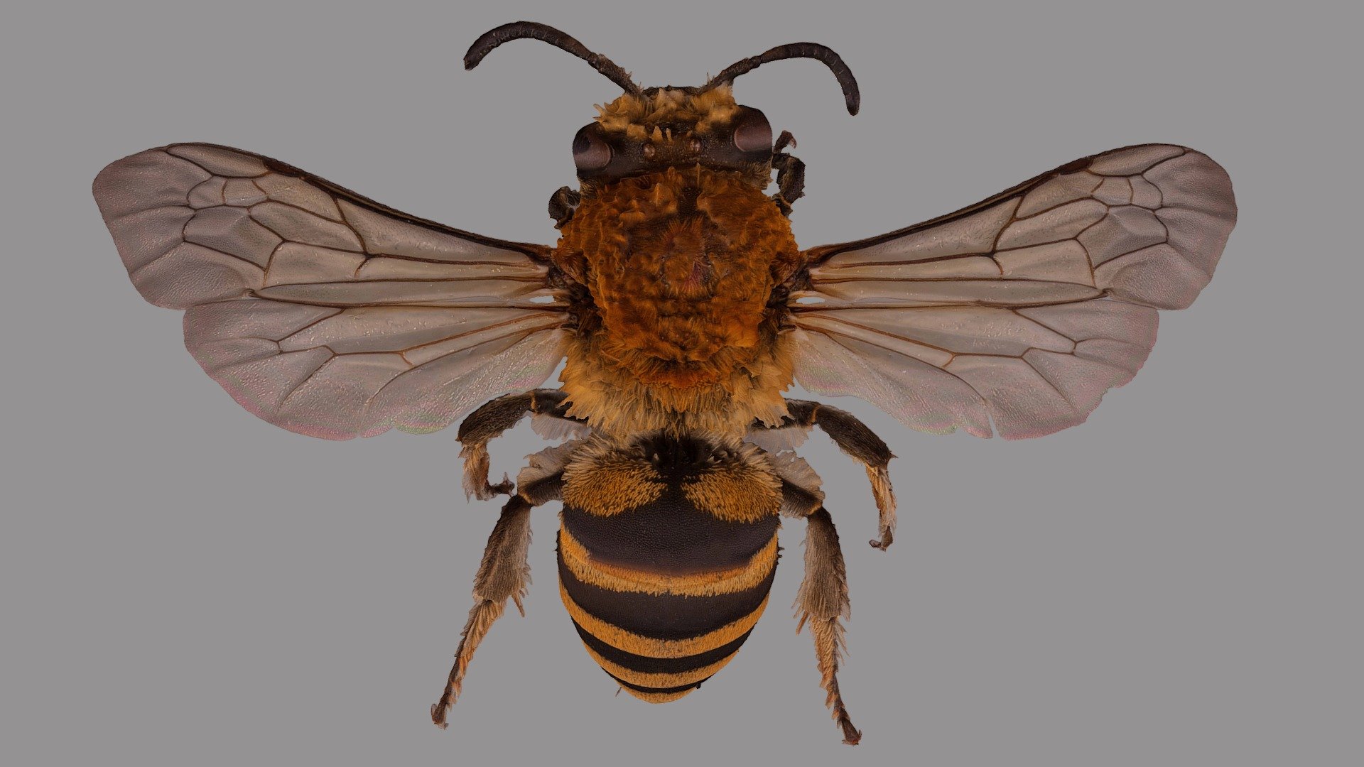Colletes sp - 3D model by VirNat [553f7ab] - Sketchfab