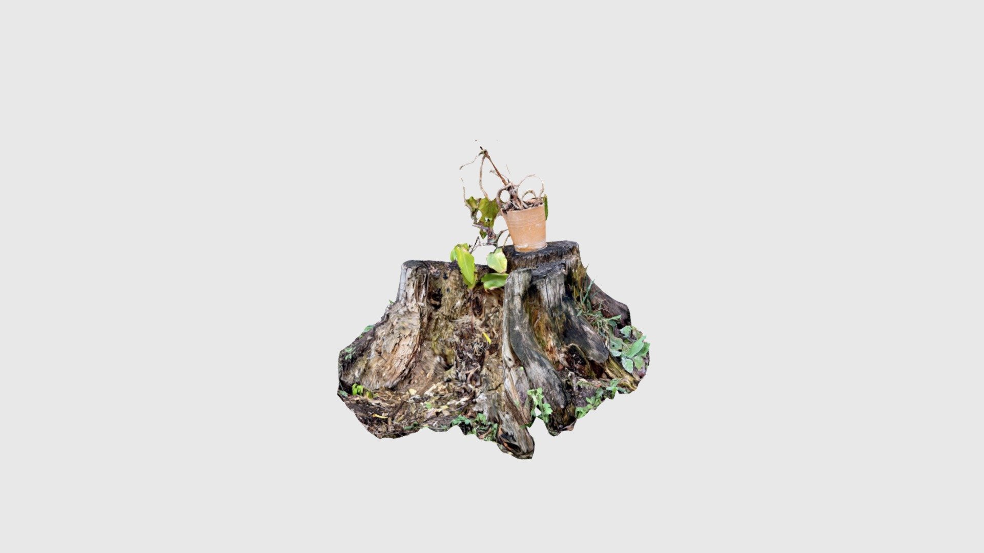 Stump - Download Free 3D model by Wowomnom [5544045] - Sketchfab
