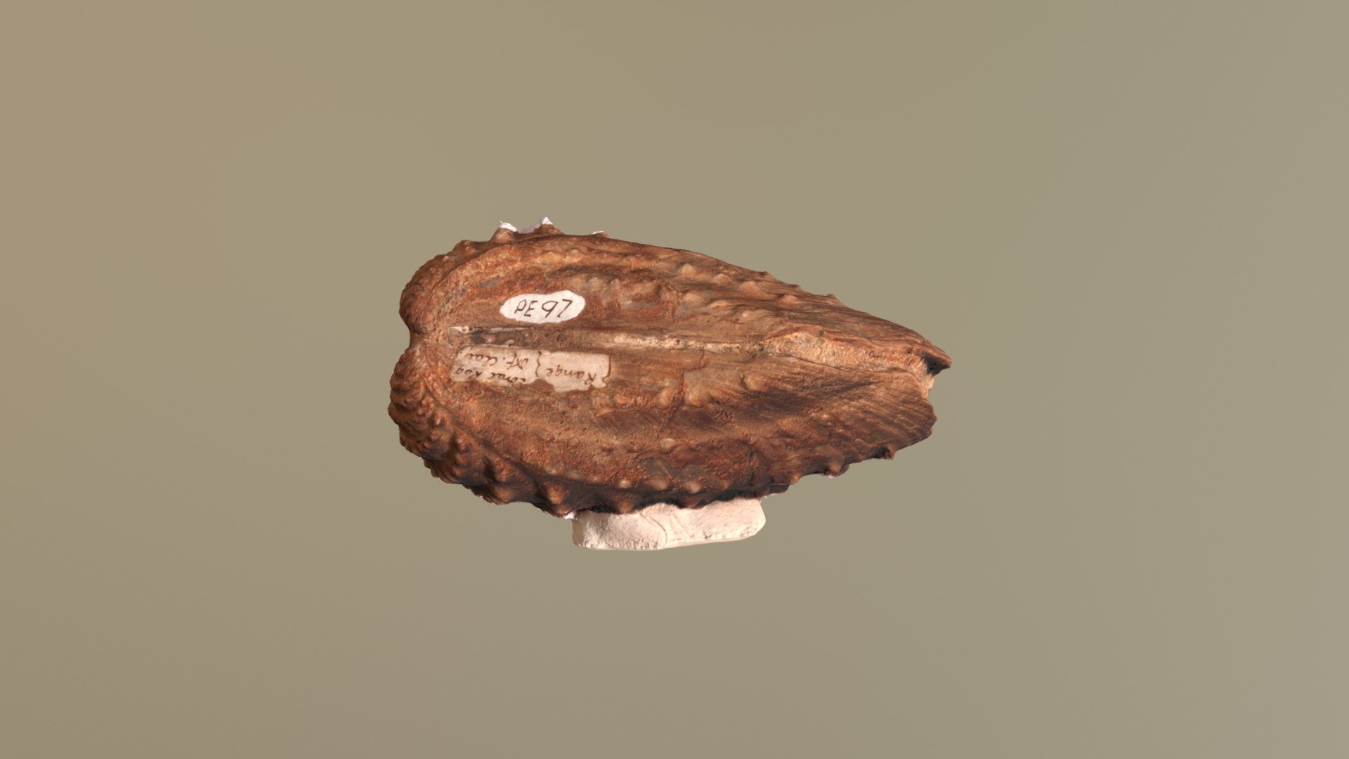 Trigonia - 3D model by Digital Learning (@digitallearning) [55486c0 ...
