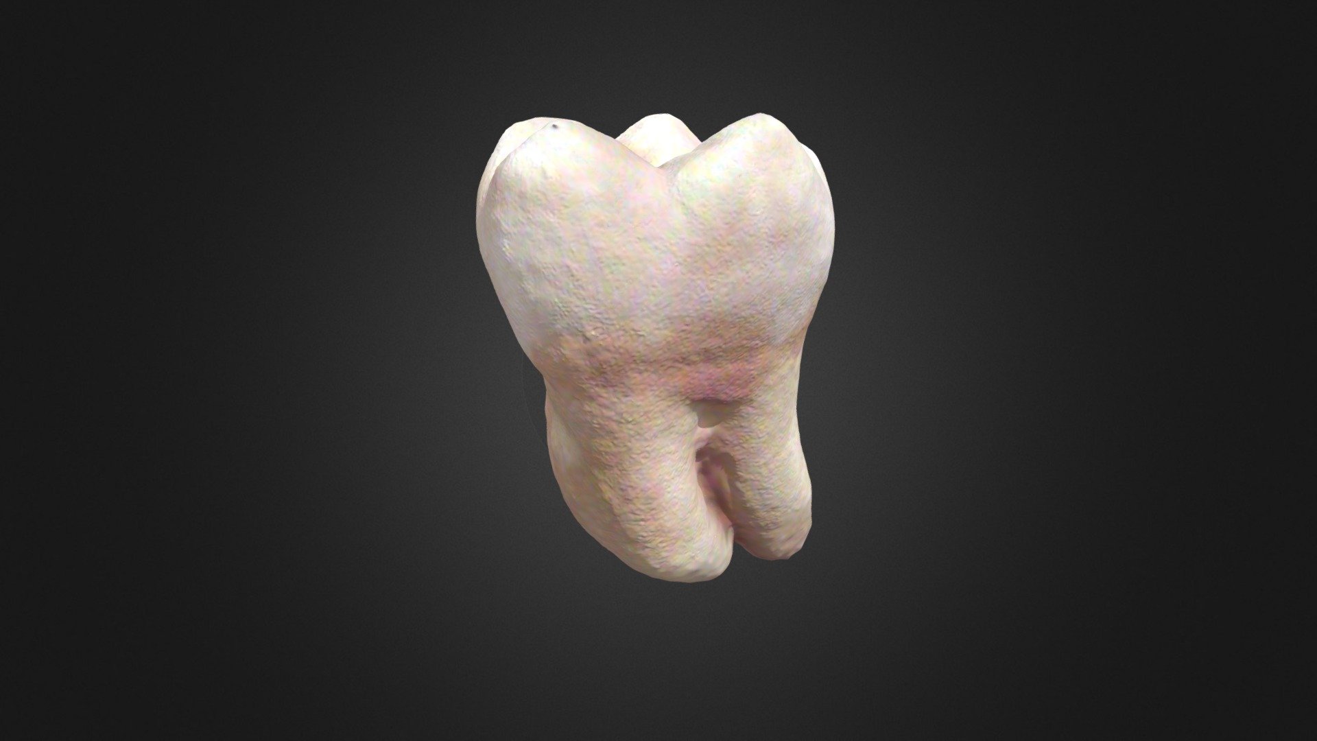 Muela - 3D model by Ategroup [554e386] - Sketchfab
