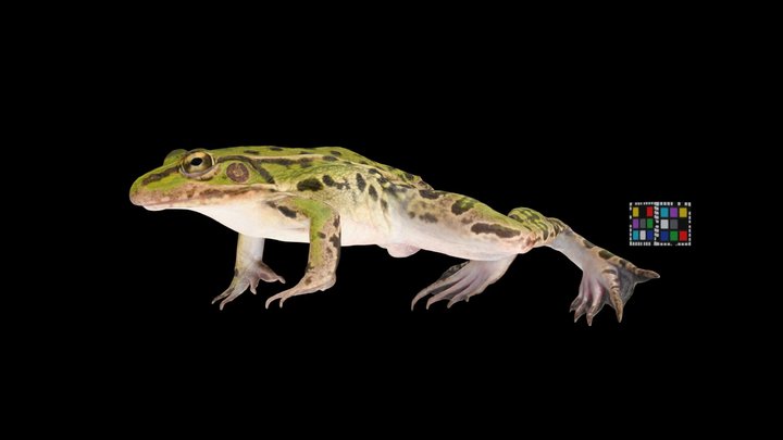 Amphibia 3D models - Sketchfab