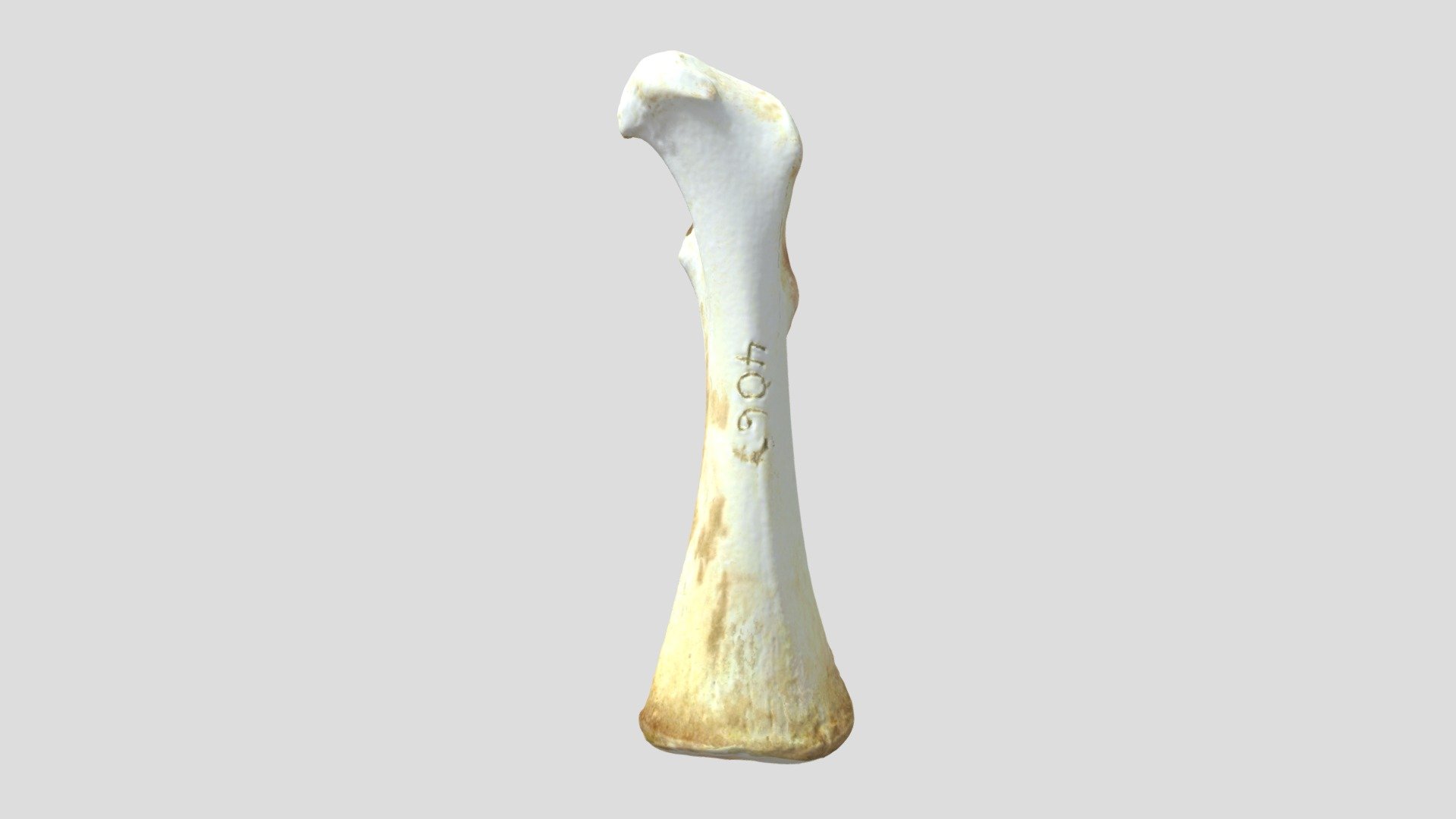 Turkey Coracoid Left (VCU_3D_4067) - Download Free 3D model by Virtual ...