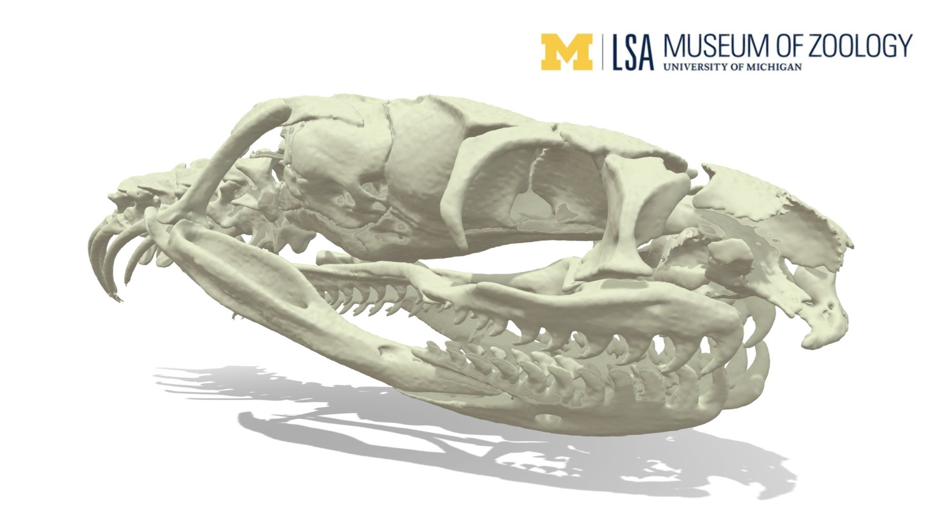 Black ground snake skull - 3D model by Michigan Herpetology (UMMZ ...