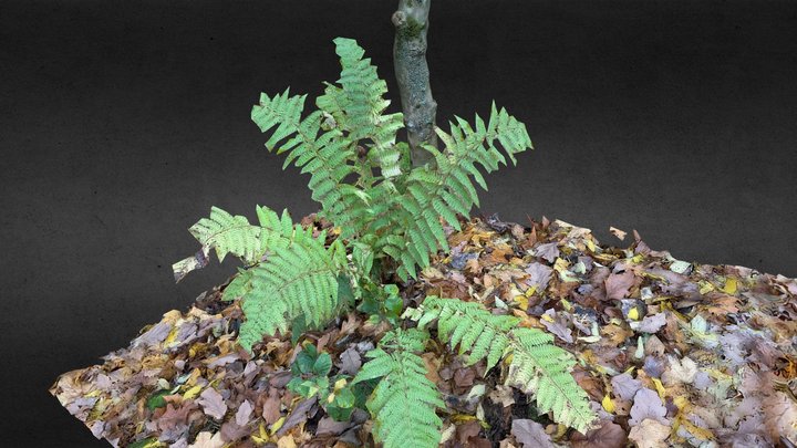 Bracken 3D models - Sketchfab