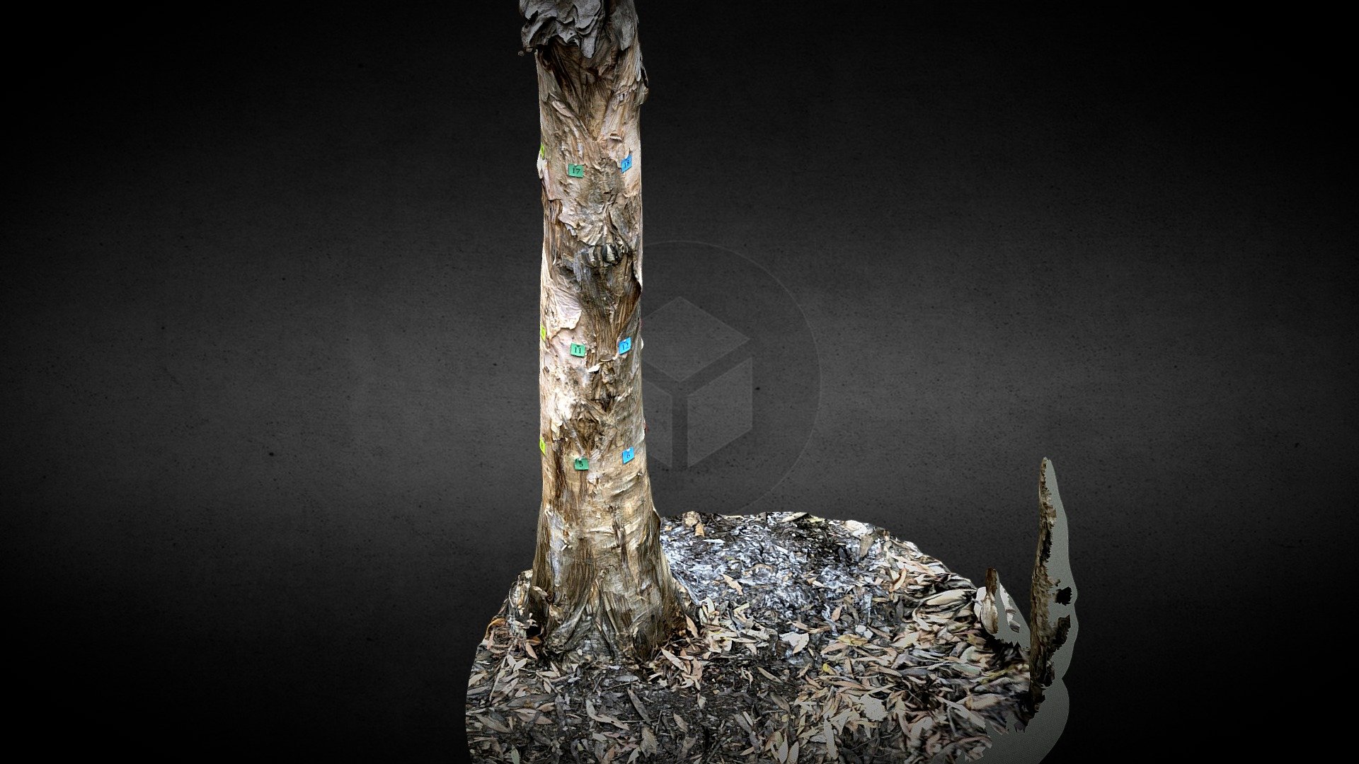 Melaleuca tree-stem methane isotopes and fluxes - 3D model by Luke ...