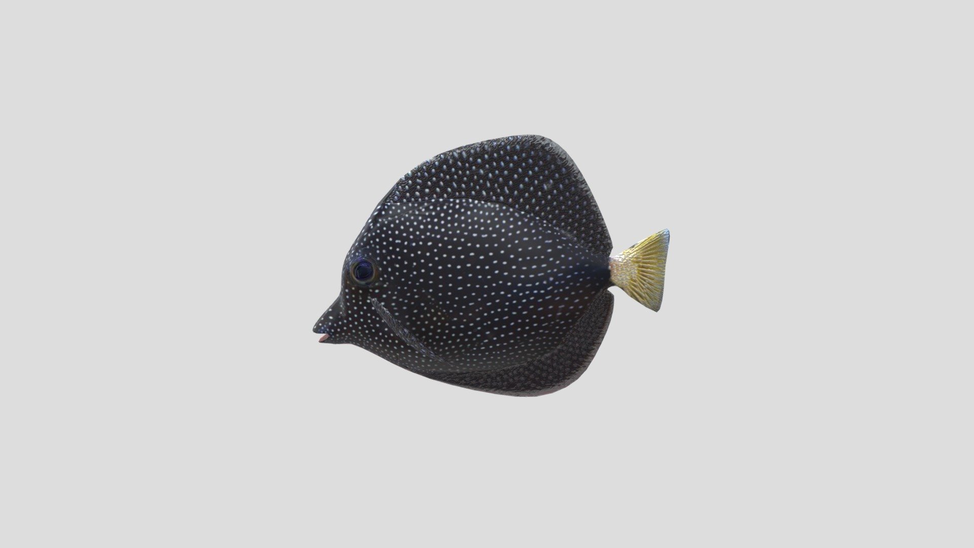 Rare Gem Tang! - 3D model by Katie (@SILLC) [556e5aa] - Sketchfab