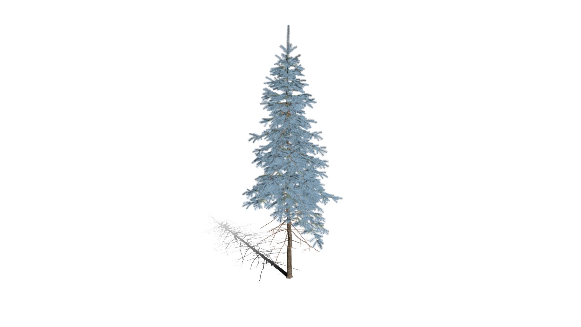 Realistic HD Colorado Blue spruce Koster (22/43) - Download Free 3D ...