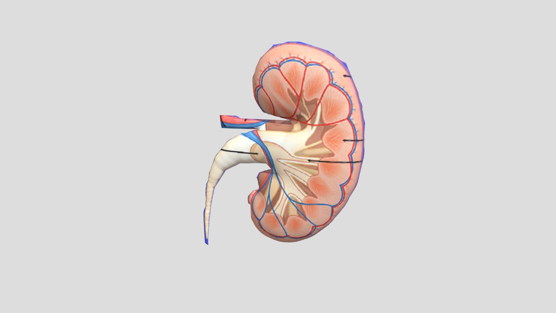 FUNGSI GINJAL DALAM SISTEM EKSKRESI - Download Free 3D model by rio ...
