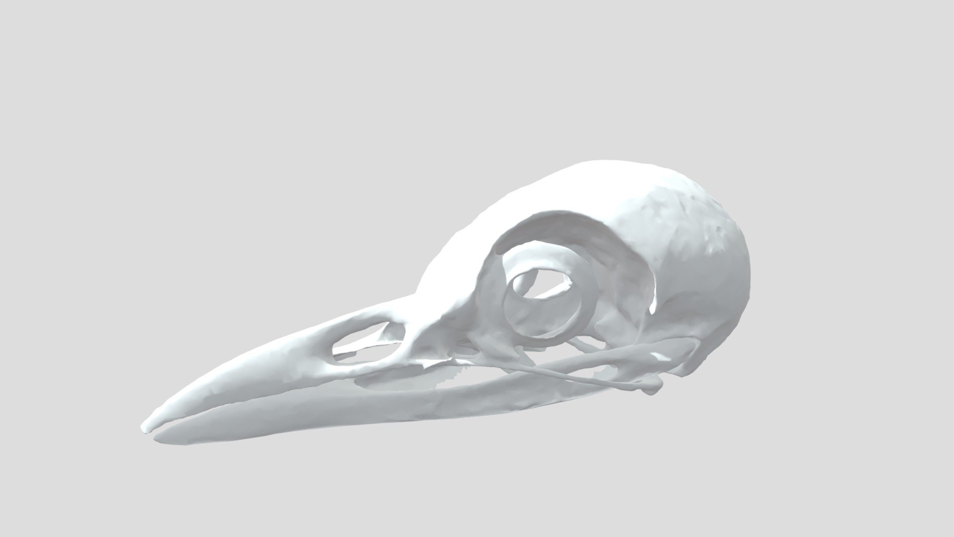 Bird skull - Download Free 3D model by scbenoit [5572225] - Sketchfab