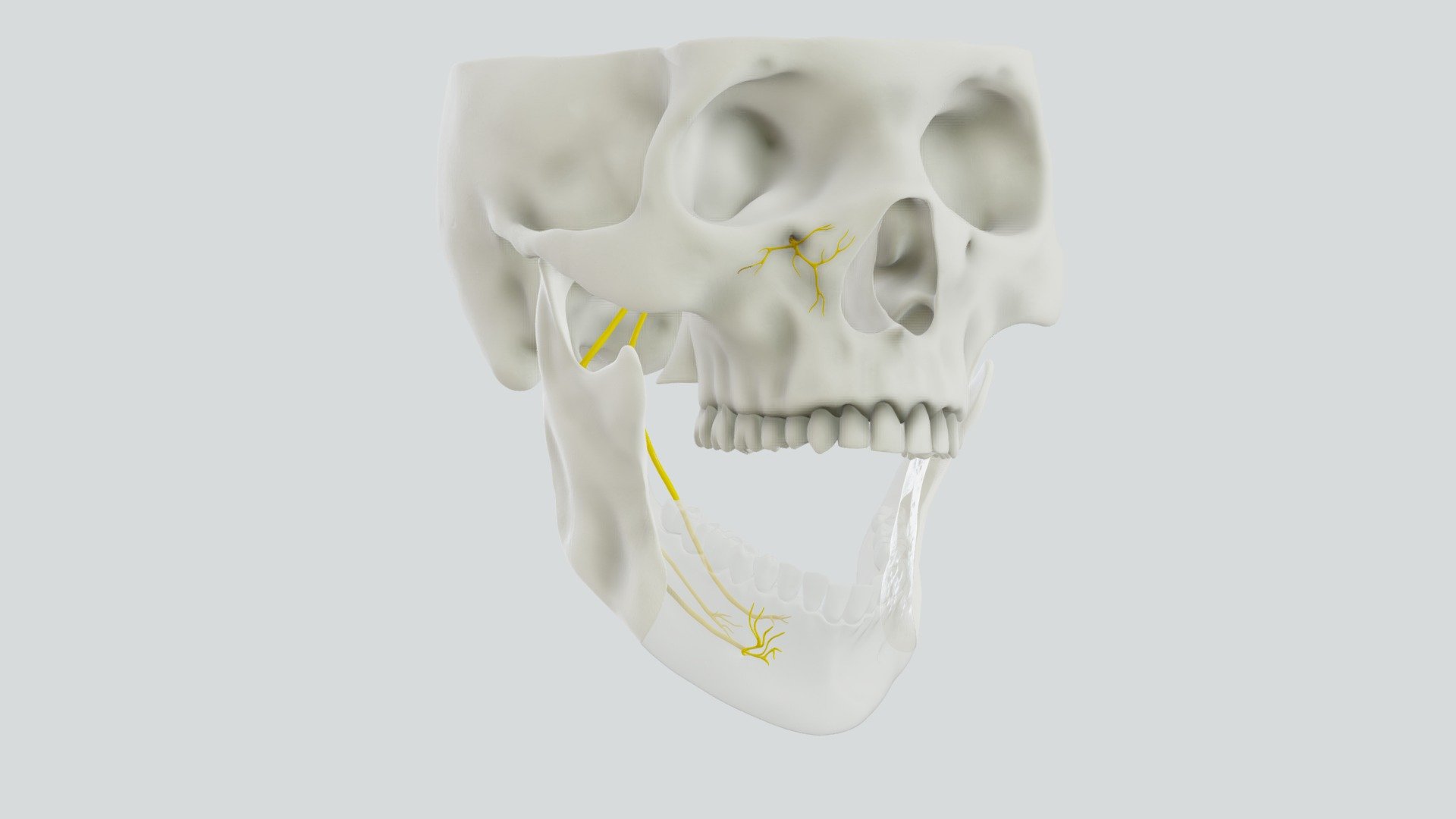 BSSO: Split - 3D model by AUmedart [5578b8d] - Sketchfab