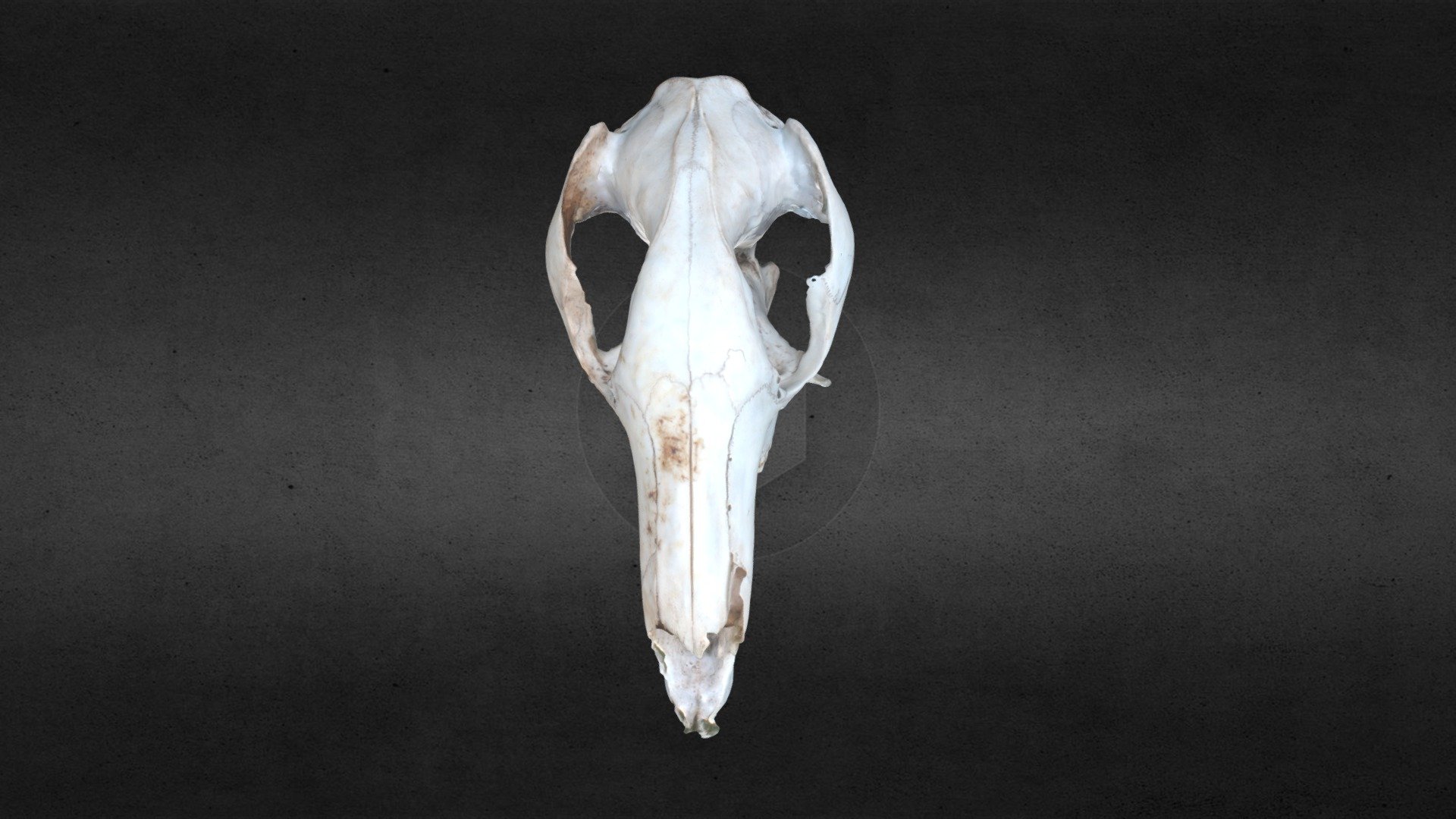 Kangaroo Skull - COMMENT AND LIKE IF USED THANKS - Download Free 3D ...