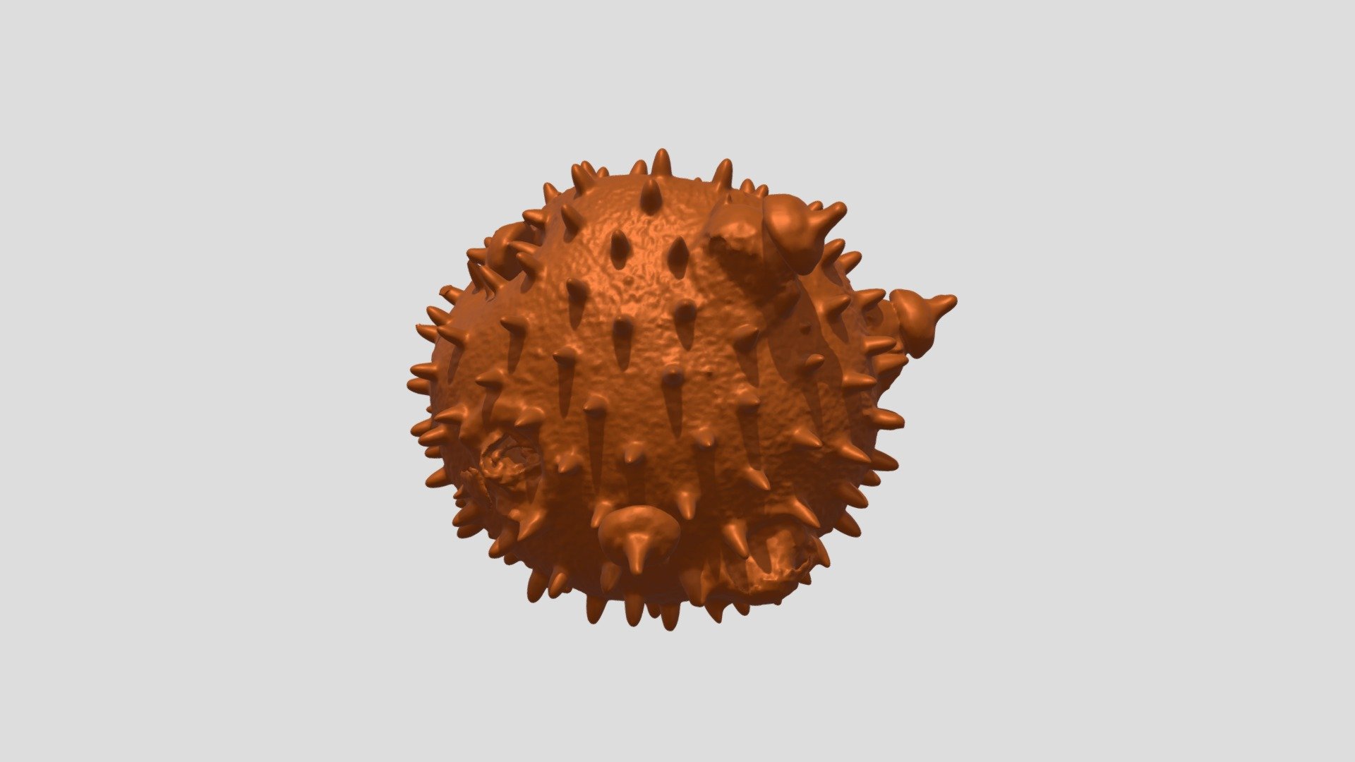 Pumpkin (Cucurbita Pepo) pollen - 3D model by Cardiff University ...