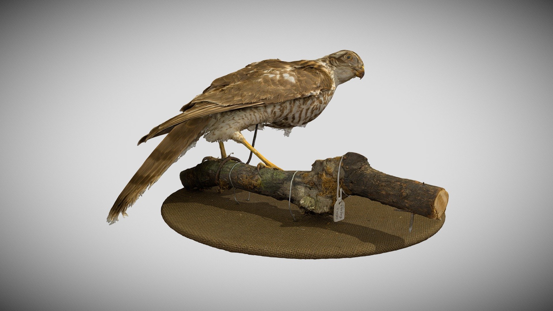 hawk - 3D model by propmaster [55830f9] - Sketchfab