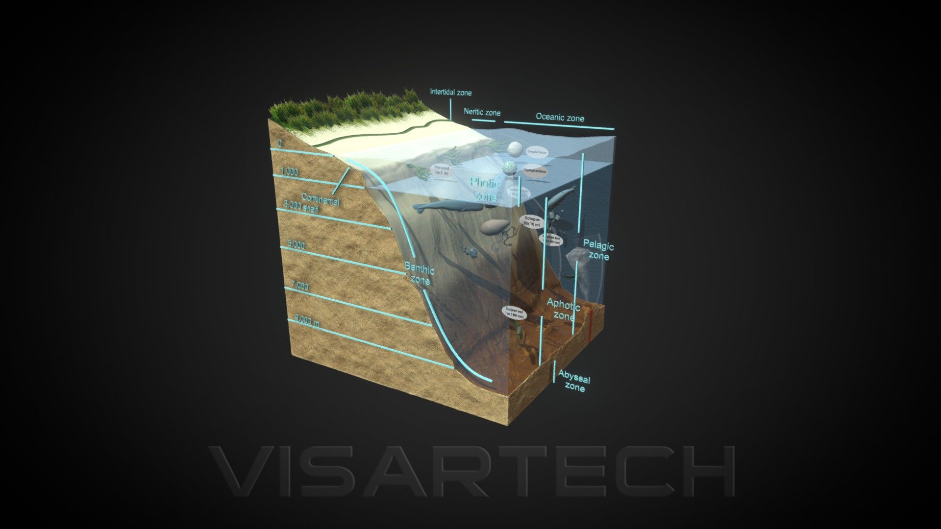 Ocean Zones - 3D model by Visartech [5587b31] - Sketchfab