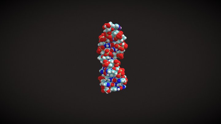 Z-dna 3D models - Sketchfab