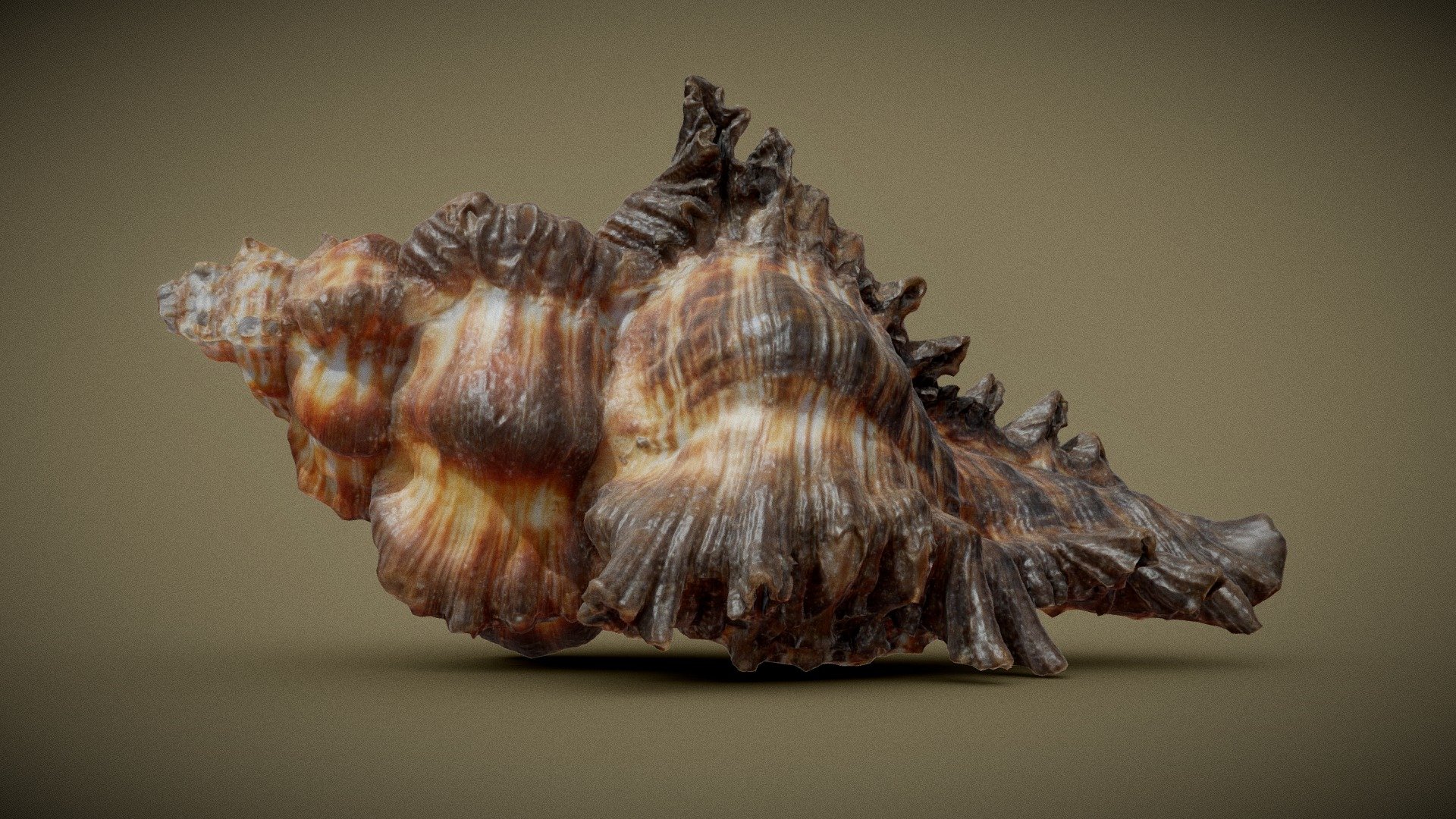 Shell - Buy Royalty Free 3D model by Polygonal Miniatures (@Polygonal ...